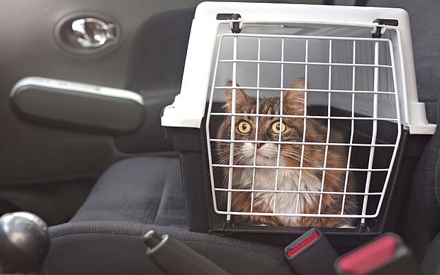 Tips & Tricks to Pet Proof Your Car: Dogs, Cats & More | dubizzle