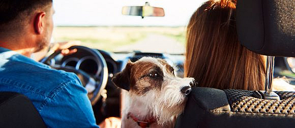 Tips & Tricks to Pet Proof Your Car: Dogs, Cats & More | dubizzle