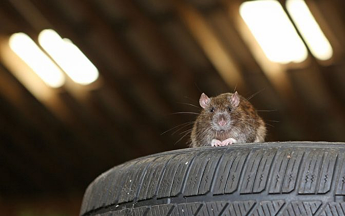Ways to Prevent Rodent Damage to Your Car | dubizzle